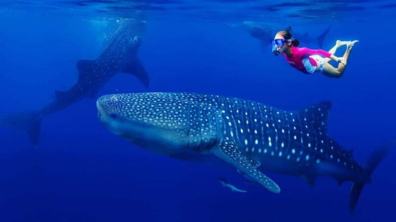 Cebu Whaleshark, White sand beach Sumilon Island and Falls - Key Points