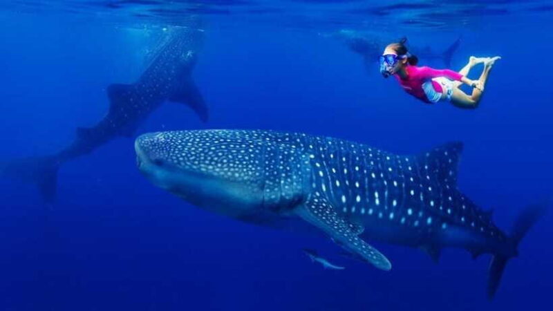 Cebu Whaleshark, White sand beach Sumilon Island and Falls - FAQ