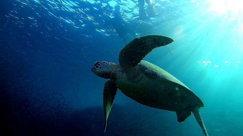 Cebu:ATV, Mantayupan Falls & Pescador Island Hopping w/Meals - FAQ