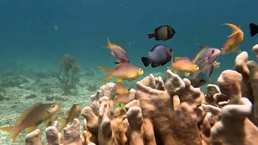 Cebu:Oslob Whale Sharks, Tumalog Falls & Moalboal Snorkeling - Key Points