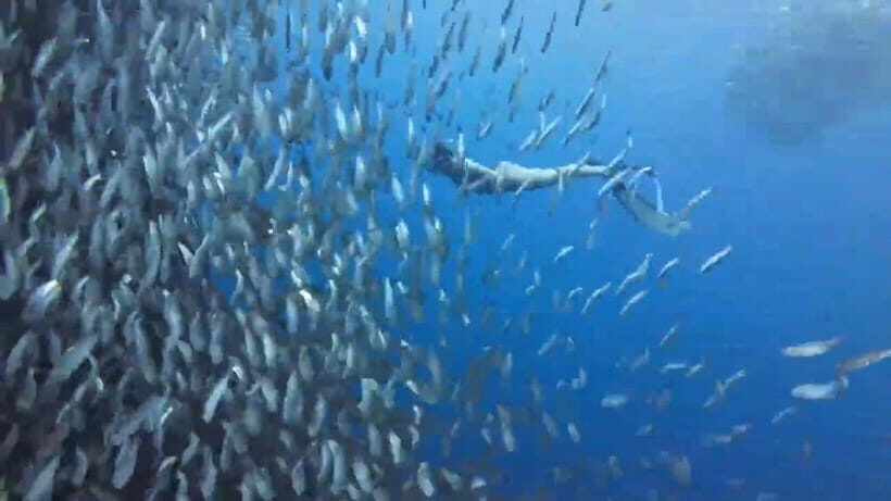 Cebu:Oslob Whale Sharks, Tumalog Falls & Moalboal Snorkeling - An In-Depth Look at the Tour Experience