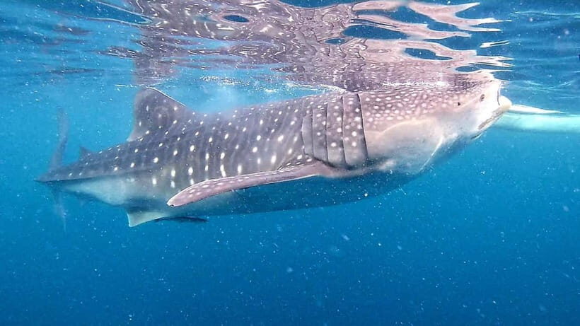 Cebu:Oslob Whale Sharks, Tumalog Falls & Moalboal Snorkeling - Authentic Experiences and Traveler Feedback