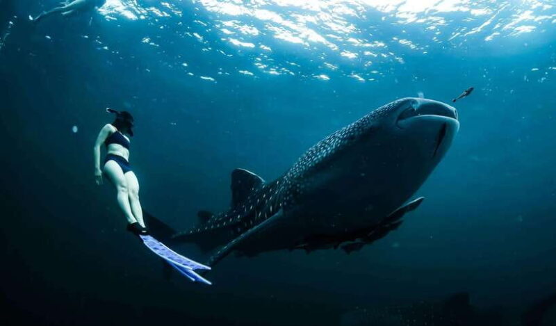 Cebu:Oslob WhaleSharkWatching,Kawasan Canyoneering - What’s Included & What to Know