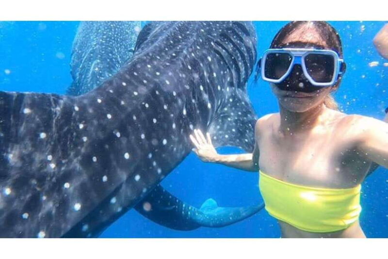 Cebu:Whale Shark, Waterfall, and Sardine Run Group Tour+Meal - Authentic Experiences and Honest Observations
