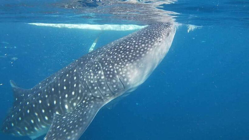 Cebu:WhaleShark Watching & Kawasan Canyoneering Private Tour - Key Points