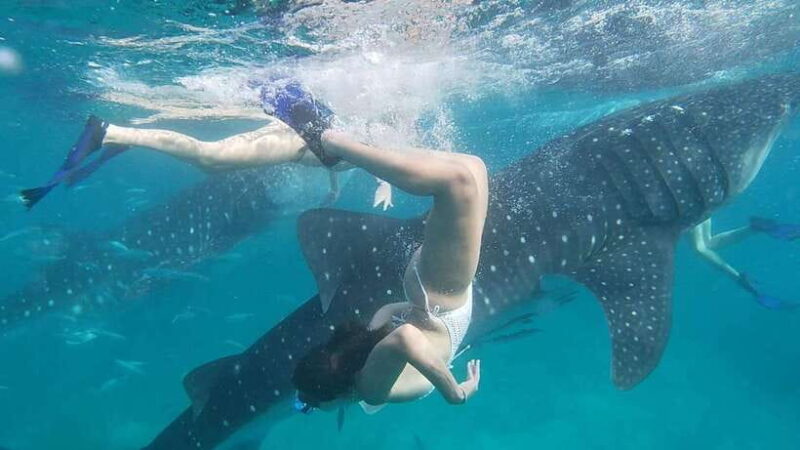 Cebu:WhaleShark Watching & Kawasan Canyoneering Private Tour - What Makes This Tour Worth Considering?