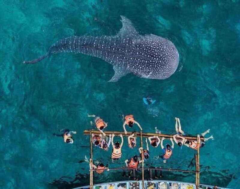 Cebu:WhaleShark Watching & Kawasan Canyoneering Private Tour - Practical Considerations
