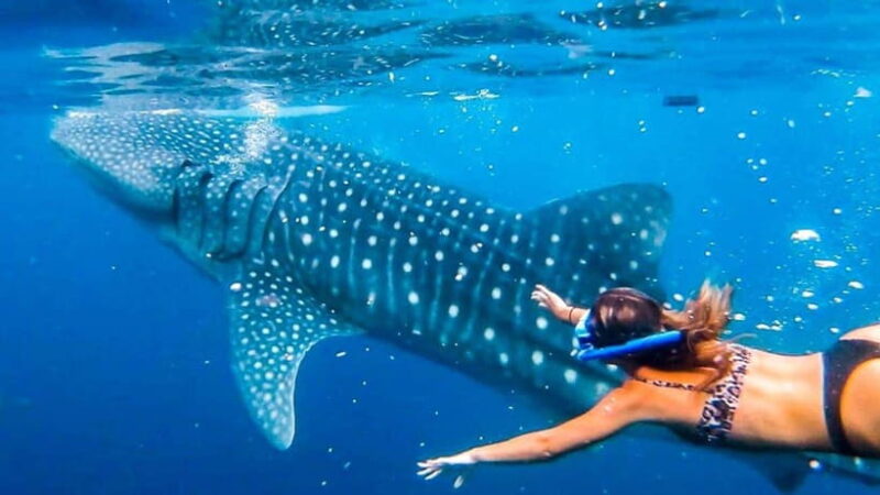Cebu:WhaleShark Watching & Kawasan Canyoneering Private Tour - Review Highlights and Real Experiences