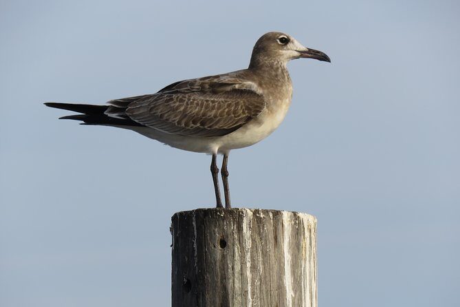 Cedar Key Food Walks - Frequently Asked Questions