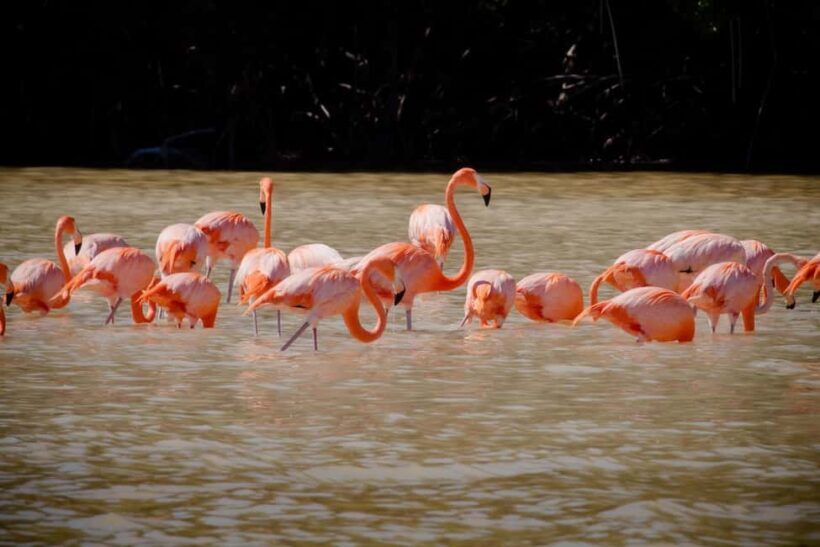 Celestún Flamingos, Beach, and Seafood Tour, leaving from Merida - A Deep Dive into the Celestún Tour Experience