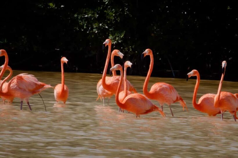 Celestún Flamingos, Beach, and Seafood Tour, leaving from Merida - Who Is This Tour Best For?