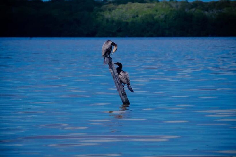 Celestún Flamingos, Beach, and Seafood Tour, leaving from Merida - FAQ