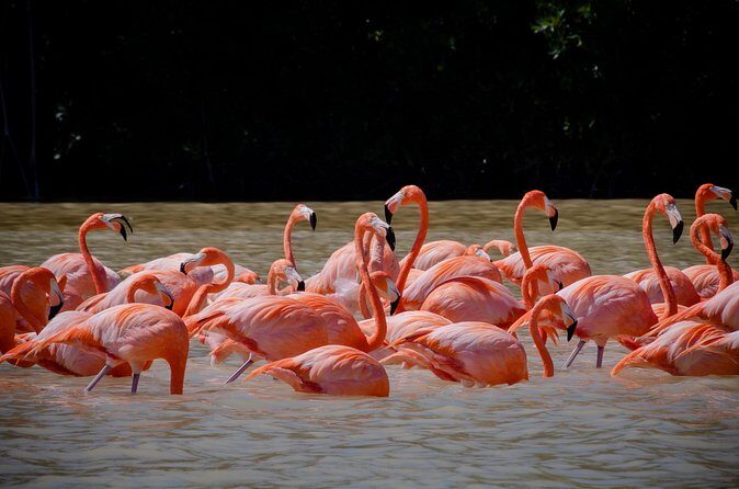 Celestun Flamingos Beach & Seafood Tour departure from Merida - Practical Tips for Making the Most of the Tour