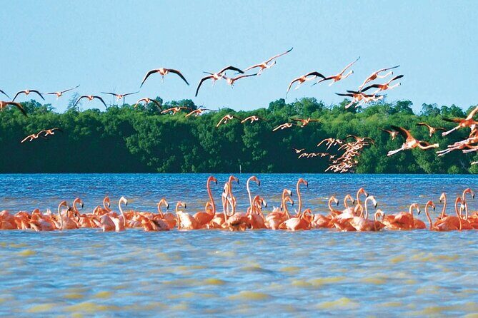 Celestun mangrove boat tour from Mérida - What Do Travelers Say?