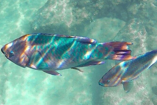 Cenote; Snorkeling and Photos with Colorful Fish - FAQ