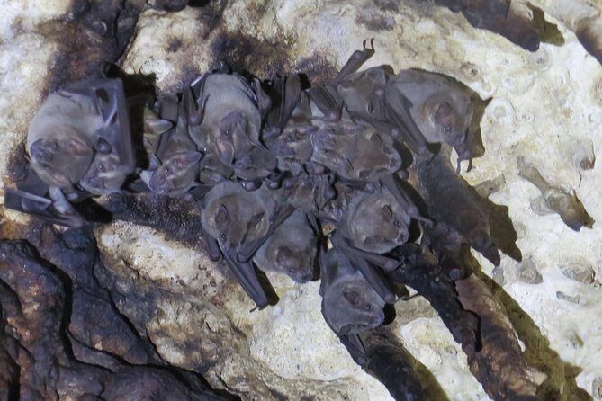 Cenotes diving Dos Ojos and The Bat Cave - What Reviewers Love Most