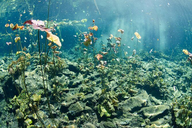 Cenotes Taak Bi Ha & Nicte Ha  VIP Snorkeling Private Tour - Frequently Asked Questions