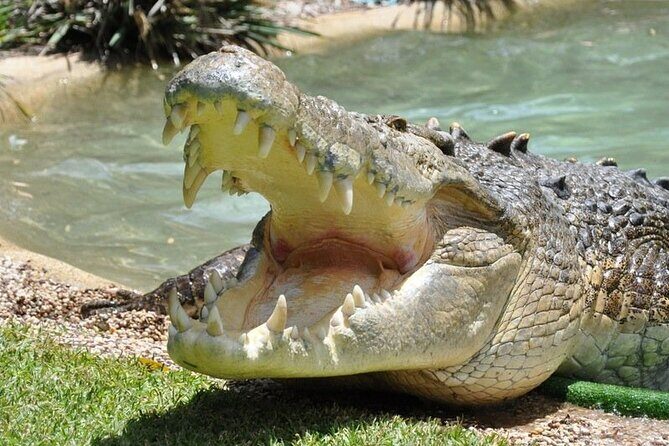 Central Coast Private Day Tour | Beaches, Bays and Wildlife & Reptile Park Entry - What the Tour Covers and Why It Matters