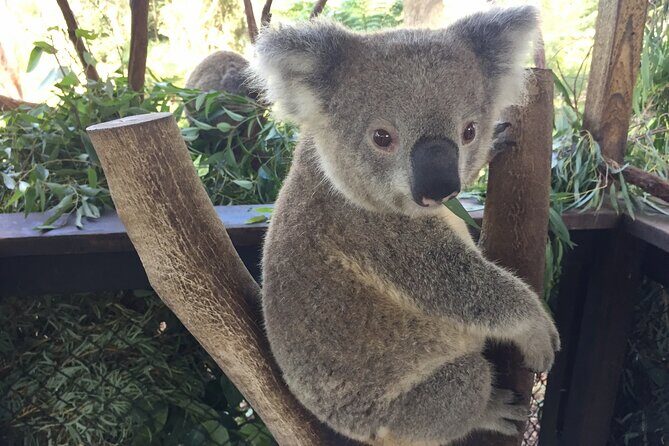 Central Coast Private Tour From Sydney, with Australian Reptile Park Option - FAQs