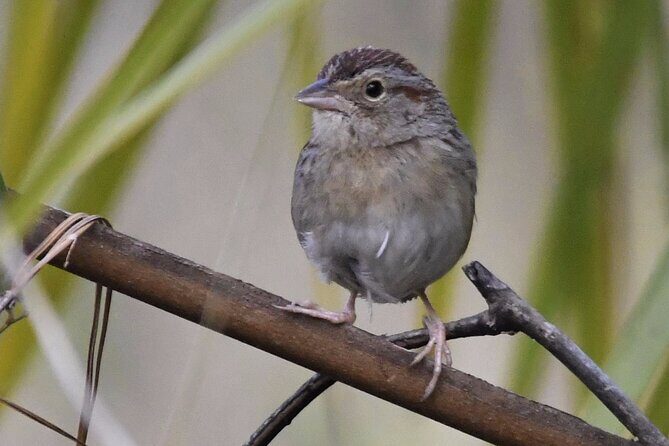 Central Florida Half-Day Private Birding Activity - 2 person max - An In-Depth Look at the Tour Itinerary and Experience