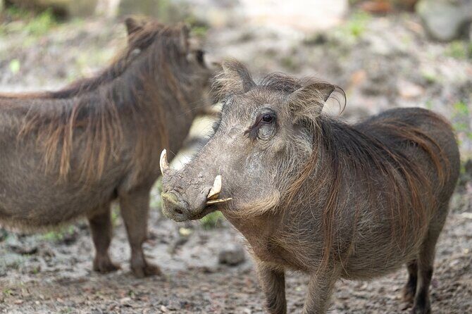 Central Florida Zoo and Botanical Gardens Ticket - Practical Tips for Your Visit