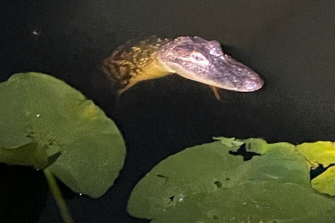 CENTRAL Florida'S BEST PRICED Eco-Friendly Airboat Rides - Affordable Pricing and Booking Options