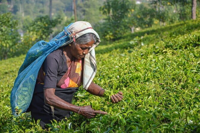 Central Highlands Peak Point from Kandy - An In-Depth Look at the Central Highlands Tour