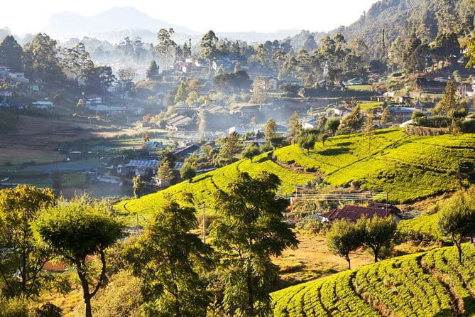 Central Highlands Peak Point from Kandy - Who Is This Tour Best For?