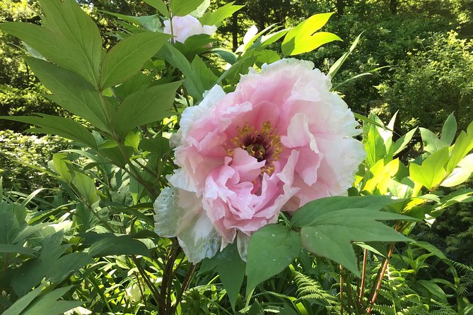 Central Park Guided Walking Tour - FAQ