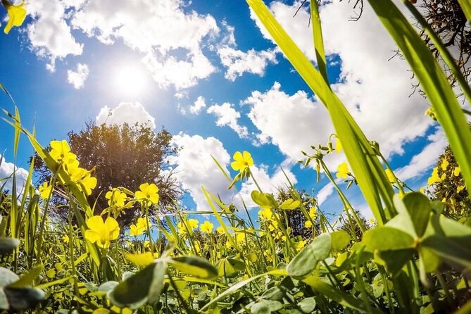 Central Park Pedicab Tours - Accessibility Features