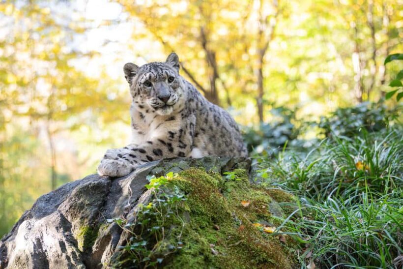 Central Park Zoo Entry Ticket - The Practicalities: What’s Included and How to Make the Most of It