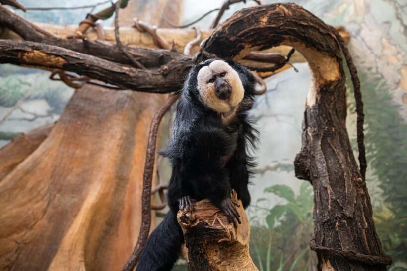Central Park Zoo Entry Ticket - Final Thoughts: Is it Worth It?