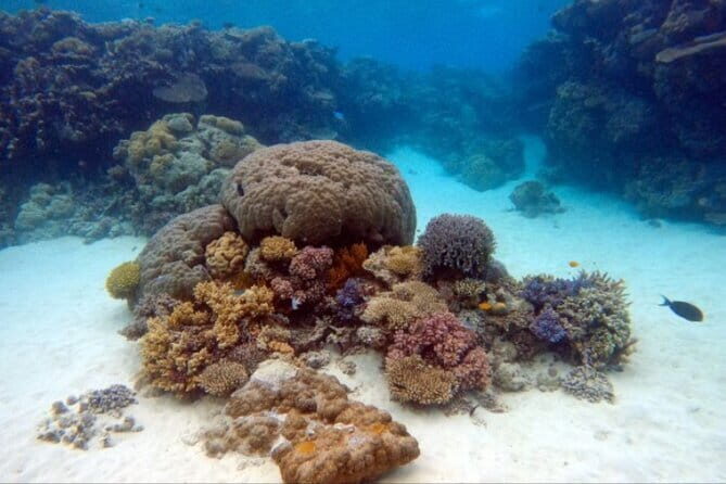 Certified and Beginner Scuba Diving from Pattaya - Introduction and Why This Tour is Worth Considering