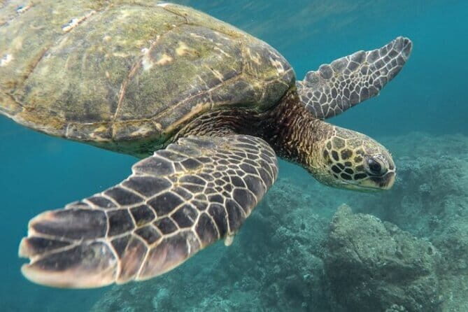 Certified and Beginner Scuba Diving from Pattaya - Analyzing the Value