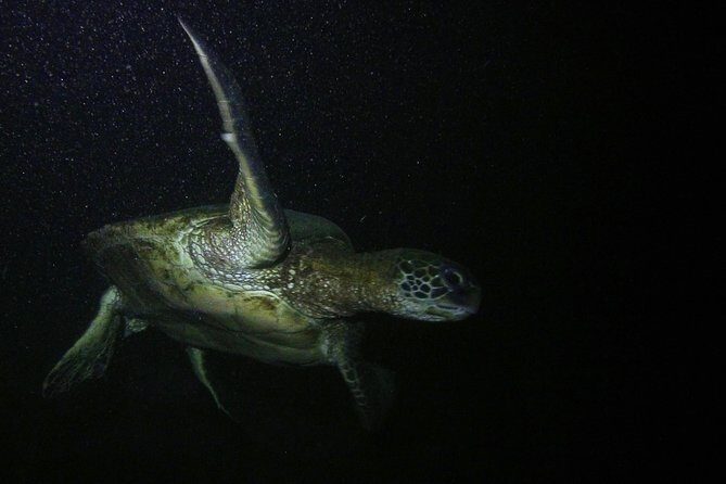 Certified Beach Night Dive - Overview of the Experience