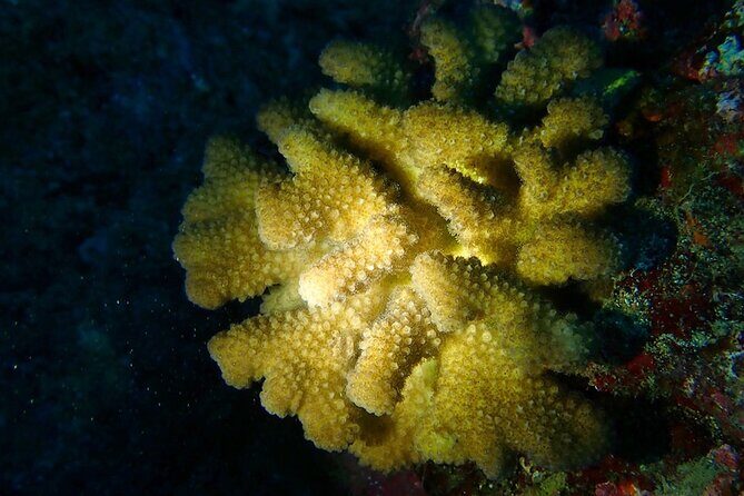 Certified Beach Night Dive - The Authenticity of the Experience