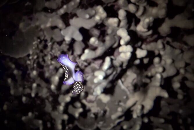 Certified Beach Night Dive - Is It Right for You?