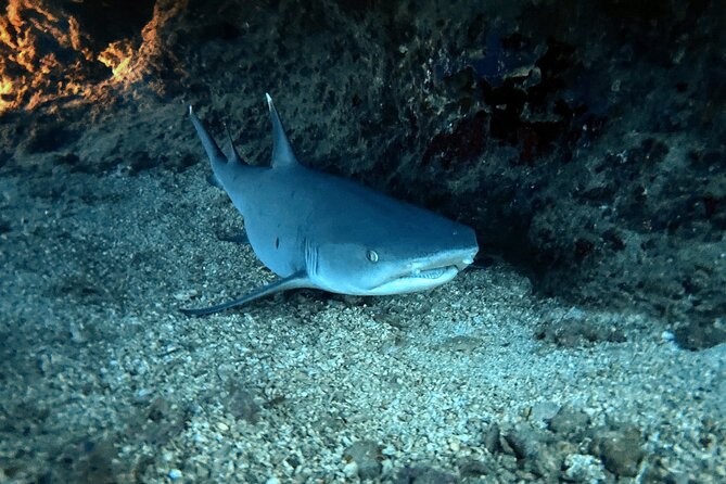 Certified Diver: 2-Tank Night Dive - Practical Details and Tips for Participants