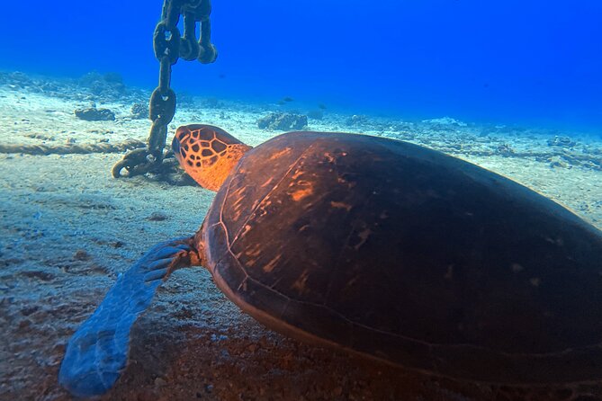 Certified Diver: 2-Tank Night Dive - Who Should Consider This Tour?