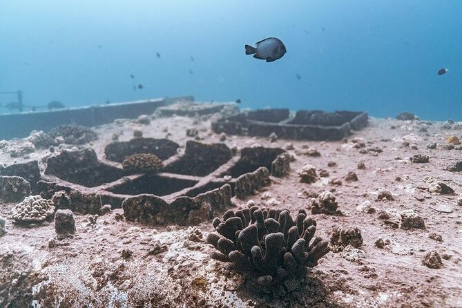 Certified Divers: Best 2-Tank Wrecks & Reef Boat Dive All Inclusive From Waikiki - FAQs