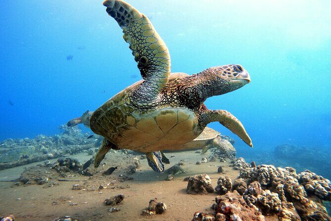 Certified Divers! Scuba dive the Ka'anapali Coast and more! - Who Should Consider This Tour?