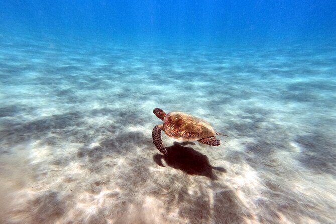 Certified Divers! Scuba dive the Ka'anapali Coast and more! - Final Thoughts