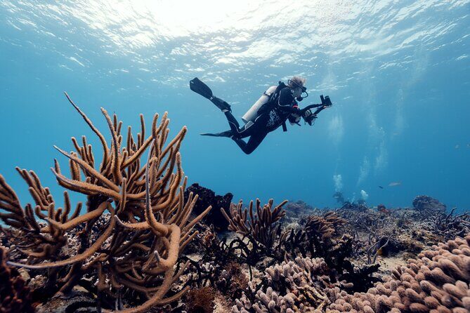 Certified Diving 2 Tanks in Cozumel - A Deep Dive into the Experience in Cozumel