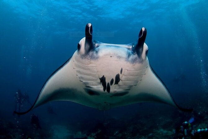 Certified Scuba Dive with Manta Rays (Open Water Diver minimum) - Key Points