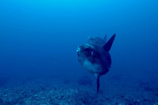 Certified Scuba Dive with Manta Rays (Open Water Diver minimum) - Evaluating the Value