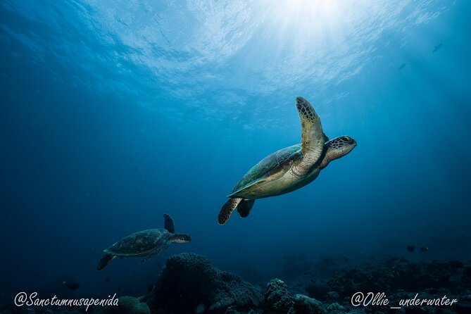 Certified Scuba Dive with Manta Rays (Open Water Diver minimum) - Who Will Love This?