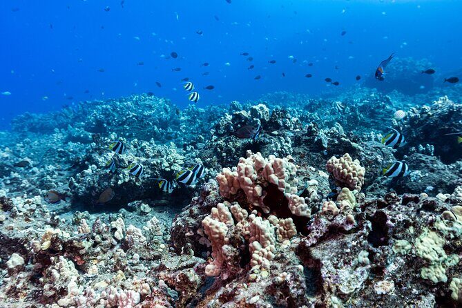 Certified Scuba Diving Experience in Honolulu - What to Expect from Your Certified Scuba Experience in Honolulu