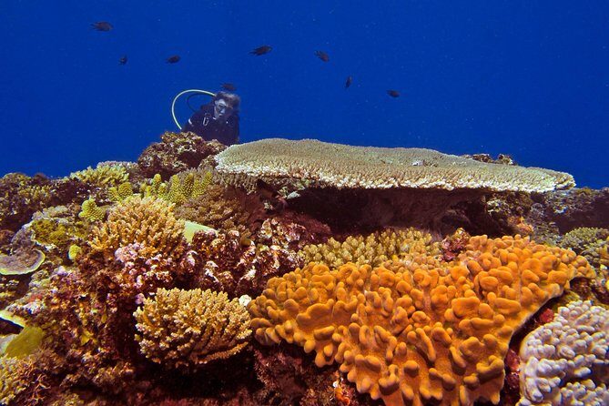 Certified Scuba Diving with Whitetip Marine Adventures team - Certified Scuba Diving with Whitetip Marine Adventures team: An In-Depth Review