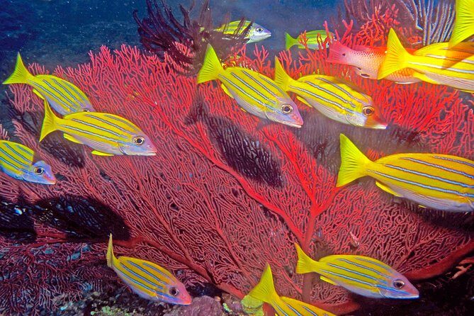 Certified Scuba Diving with Whitetip Marine Adventures team - What Makes This Tour Special?