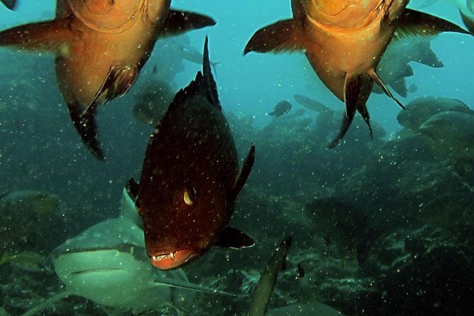 Certified Scuba Diving with Whitetip Marine Adventures team - The Marine Life: What Will You See?